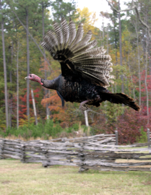 turkeys sleeping in trees Archives - Cole's Wild Bird Products