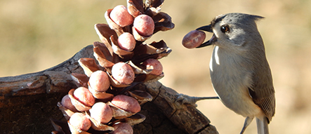 suet-nuts - Cole's Wild Bird Products